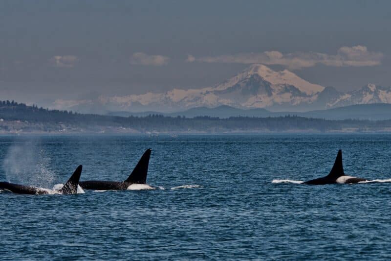 Home - Maritime Washington